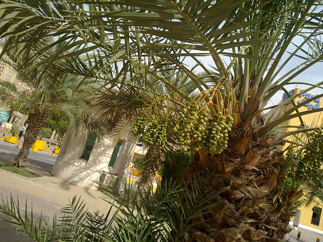 640px-0_dates_palm_with_dates_in_kuwait_by_irvin_caliicut_(6 ...