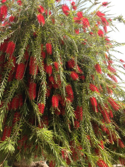 A tale of the Humble Tree – justbluedutch