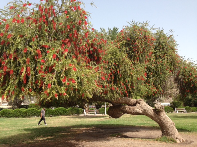 A tale of the Humble Tree – justbluedutch