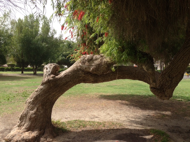 A tale of the Humble Tree – justbluedutch