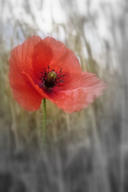 Poppy Flower Ultimate Flower Guide Poppies With Facts & Tips