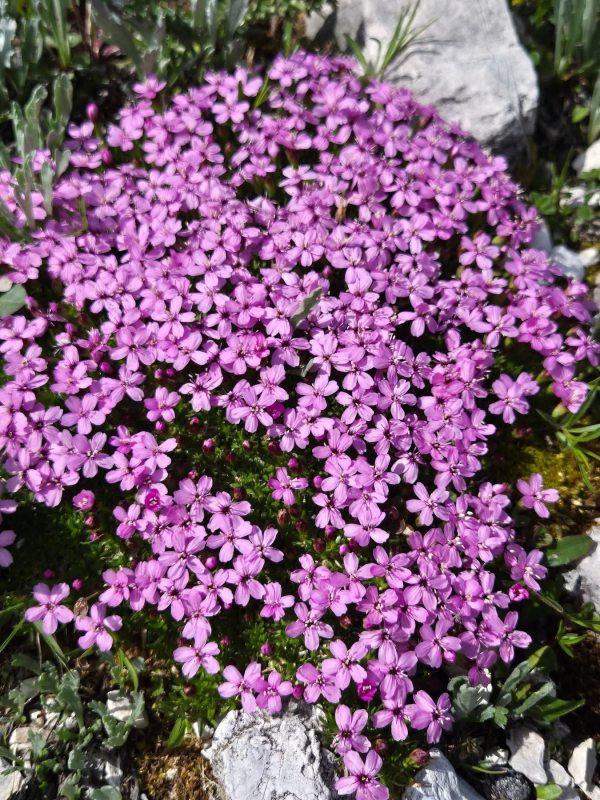 My Dolomites Chronicles : The Alpine Flower Garden in the Dolomites ...