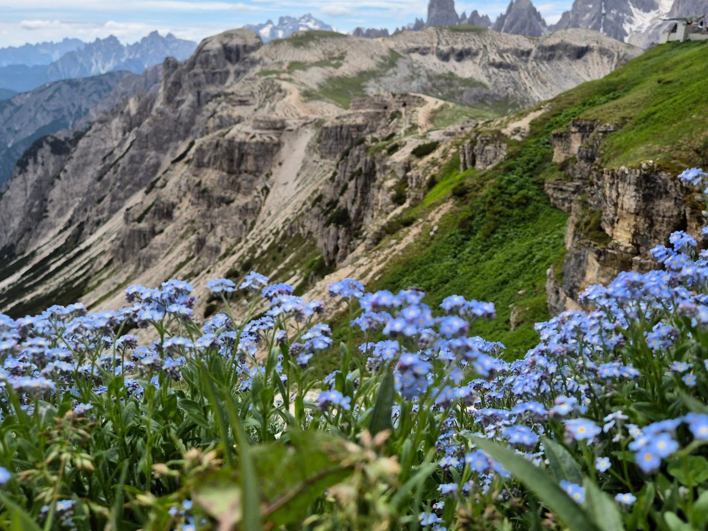 My Dolomites Chronicles : The Alpine Flower Garden in the Dolomites ...