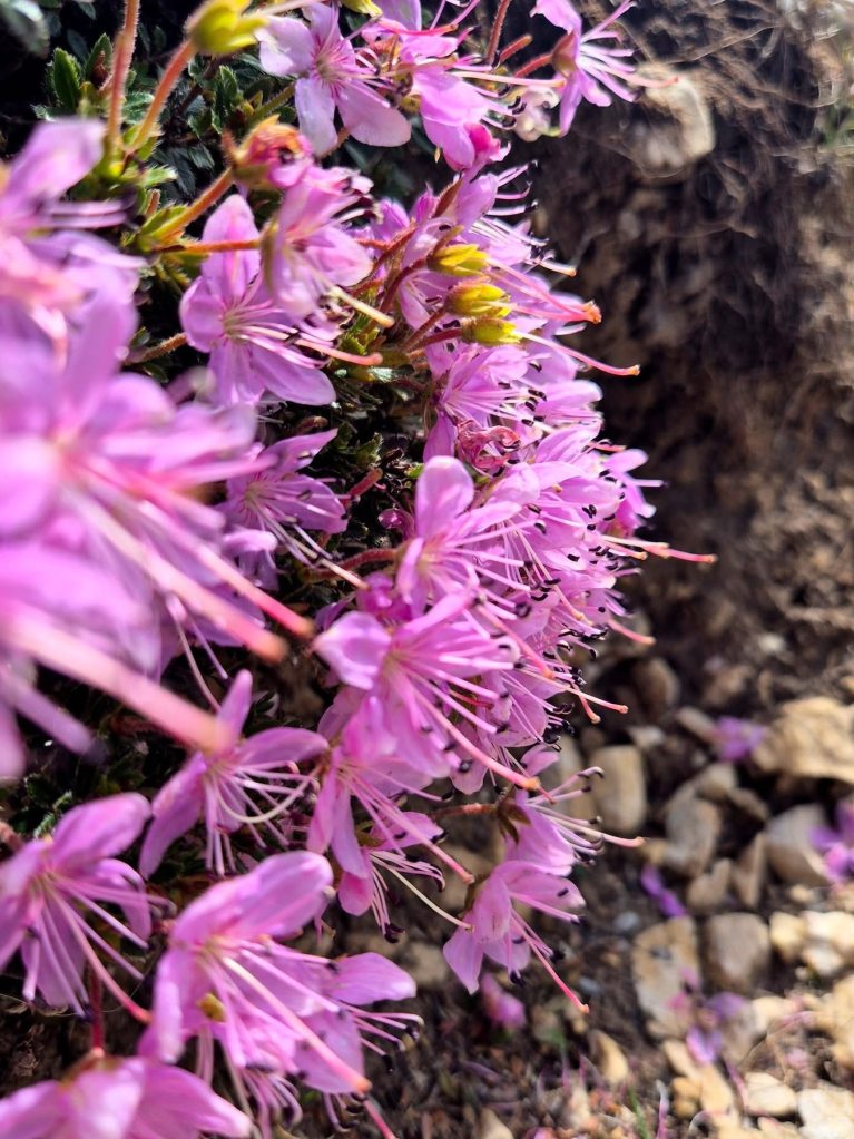 My Dolomites Chronicles : The Alpine Flower Garden in the Dolomites ...