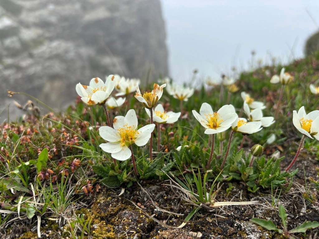 My Dolomites Chronicles : The Alpine Flower Garden in the Dolomites ...
